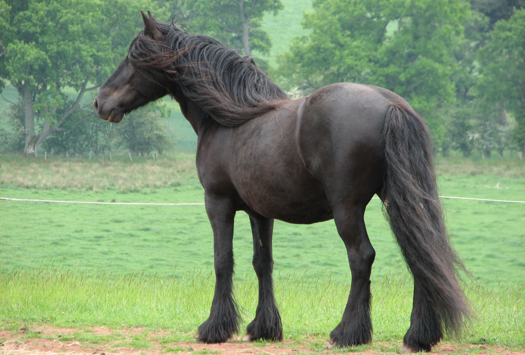 Preserving Rare Livestock by Breeding Up - Grit